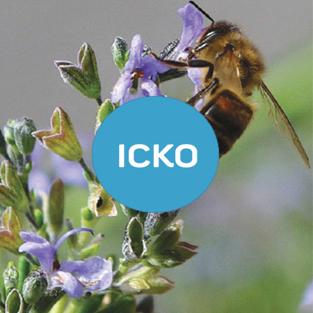Accompagnement webmarketing ICKO APICULTURE - références UpMyBiz